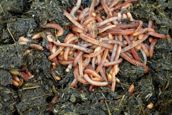 Earthworms In Compost