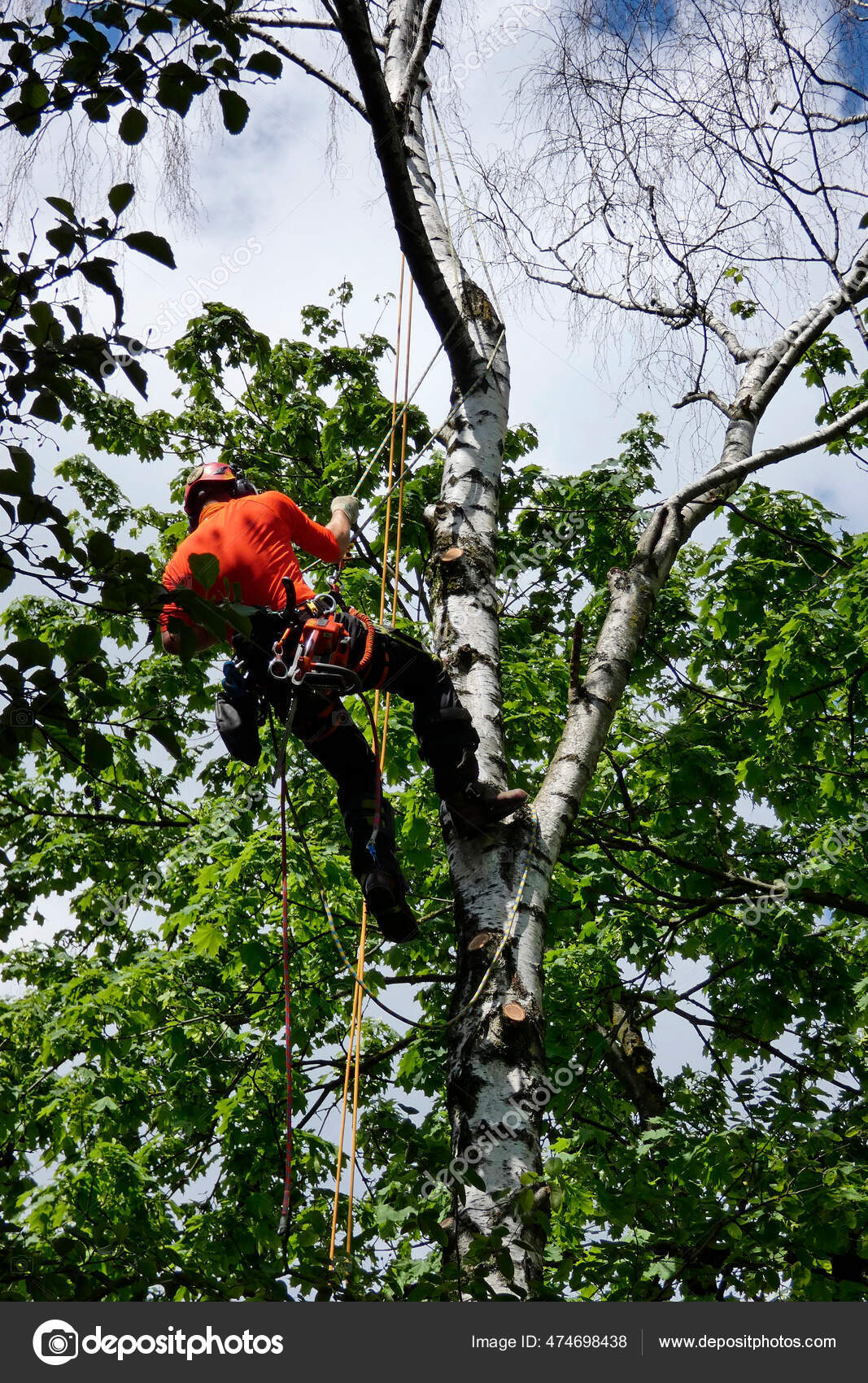 Urban Forestry Tree Climber Works Dead Birch — Stock Photo © worldnews ...