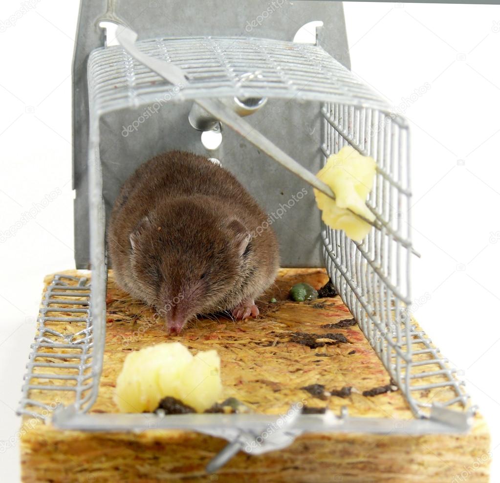 Mouse trap — Stock Photo © worldnews #61172927