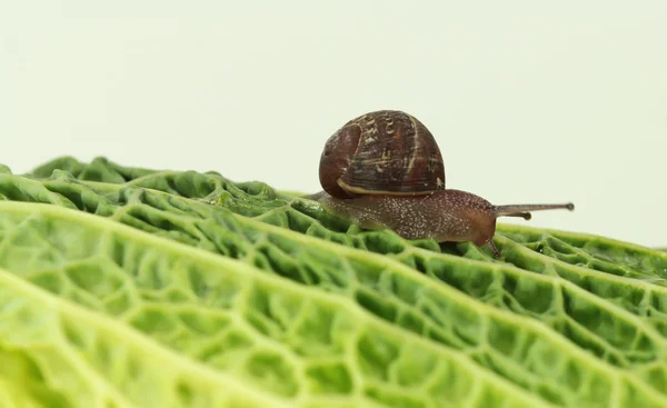 European money in sml - Stock Image - Everypixel