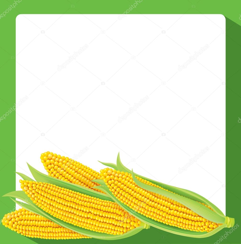 Corn banner Stock Vector by ©pinkkoala 77579046