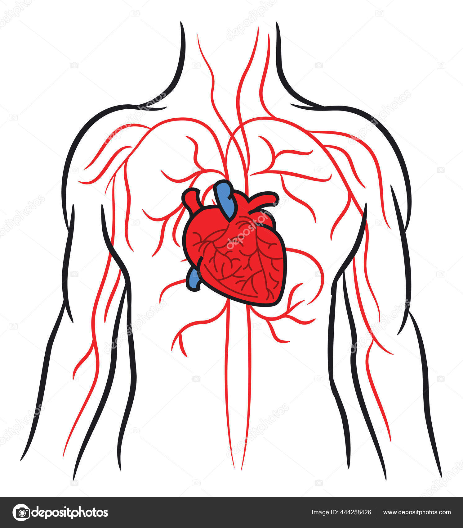 Coração humano, circulação cardio vascular, anatomia, corpo saudável ...