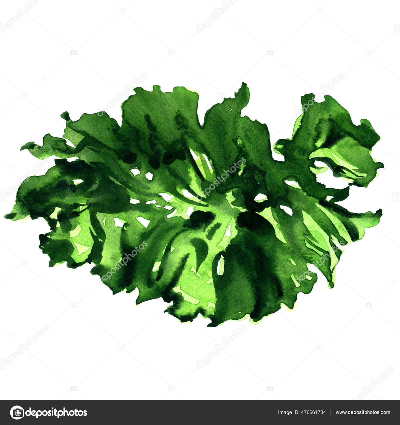 Green sea weed, seaweed, anaaosa, ana-aosa, Ulva pertusa Kjellman, aonori, Japanese food, object ...