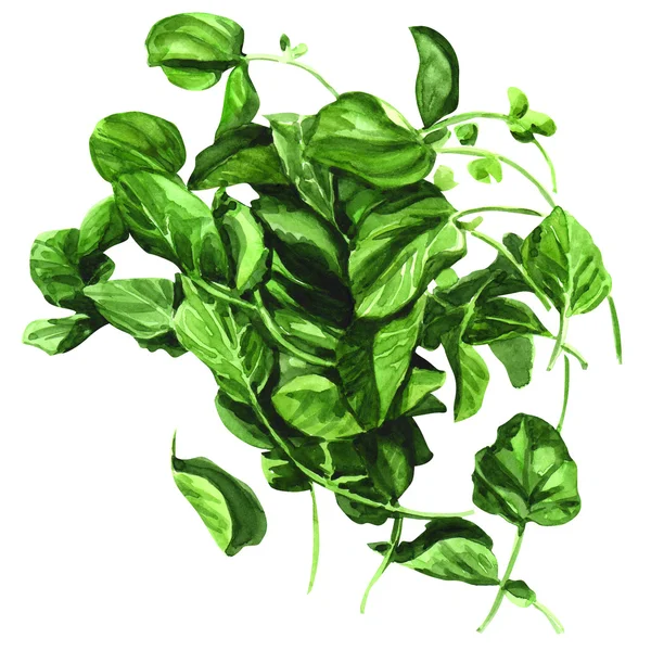 115 ilustraciones de stock de Hoja de capuchina | Depositphotos