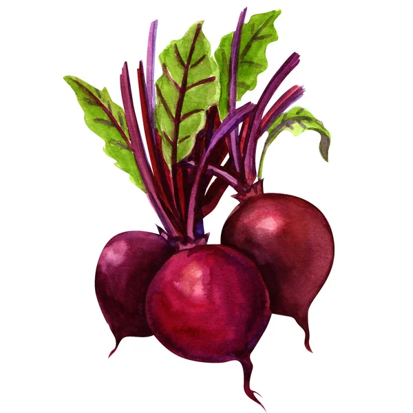 Fotos de Beet root drawing, Imágenes de Beet root drawing ⬇ Descargar ...