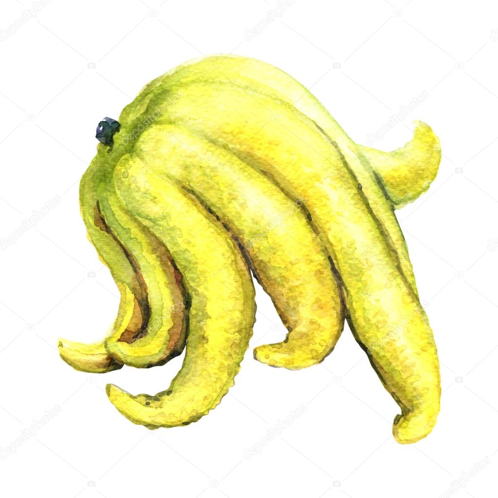 Buddhas hand or fingered citron fruit isolate Stock Photo by ©deslns ...