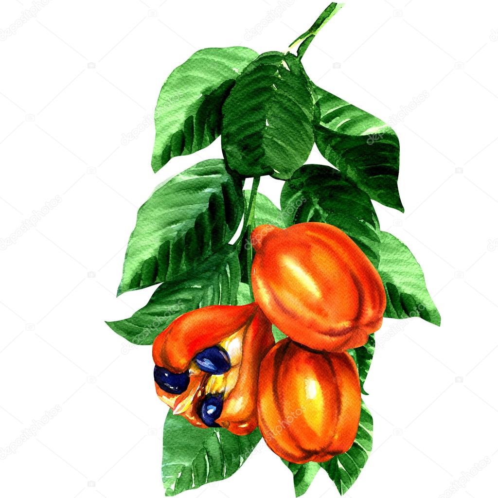 Tropical blighia sapida fruit, Ackee tree Stock Illustration by ©deslns ...