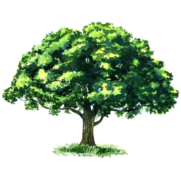 White Oak Tree Drawing