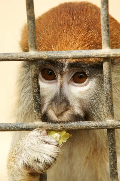 Macaco triste Stock Photos, Royalty Free Macaco triste Images ...
