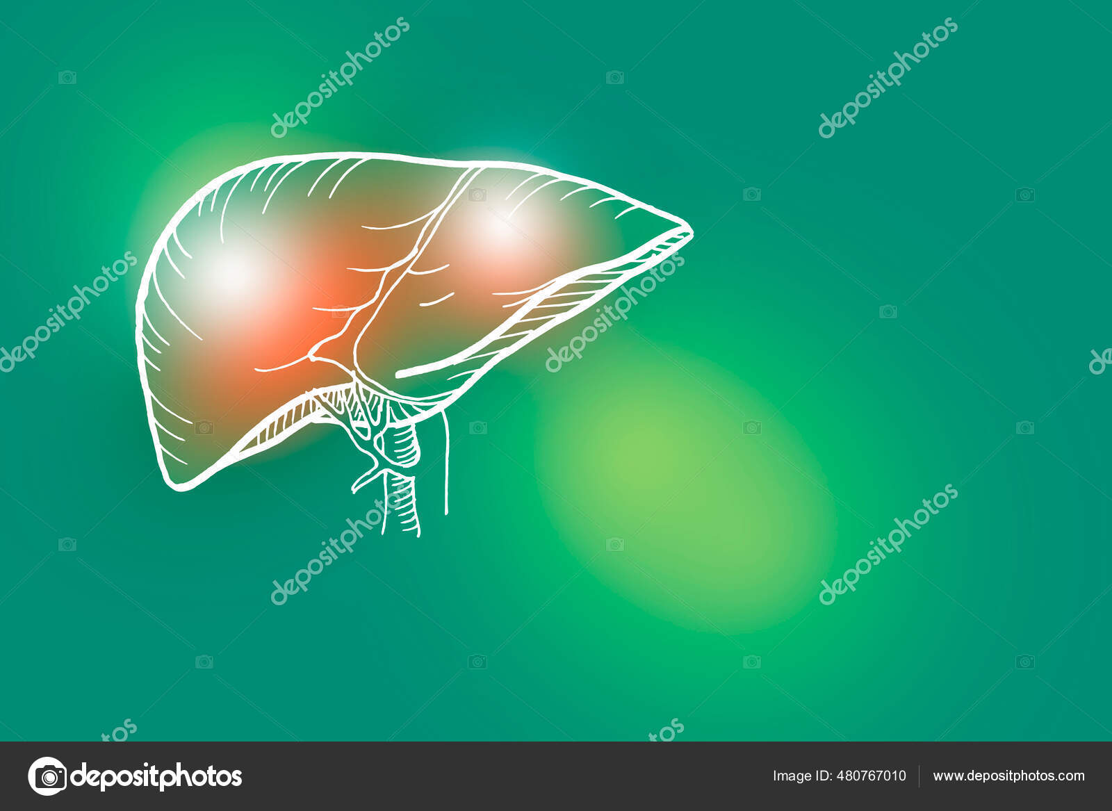 Handrawn Illustration Human Liver Light Green Background Medical ...