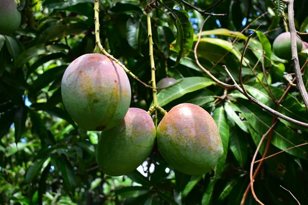 Colorful mangoes on the tree. Mango trees growing in a field in Asia ...