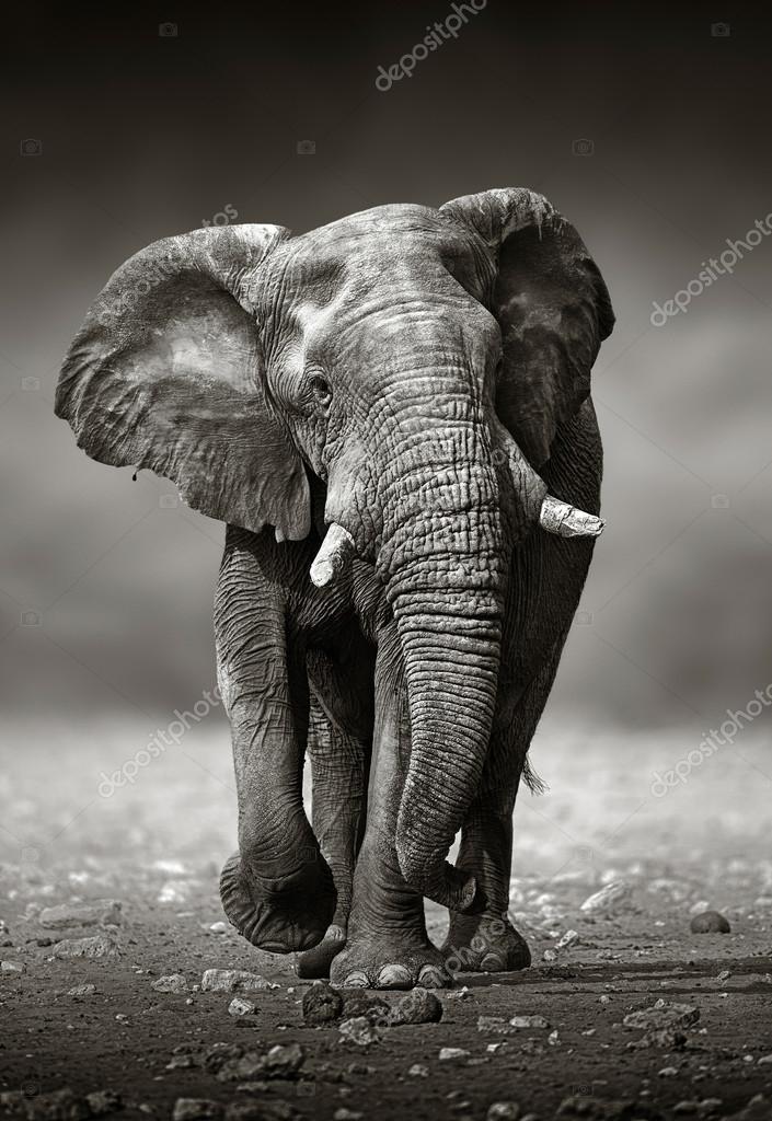 Elephant approach from the front — Stock Photo © JohanSwanepoel #73269647