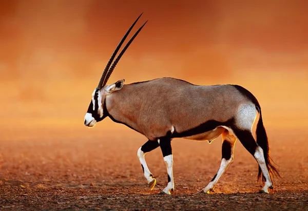 Gemsbok fight Stock Photo by ©JohanSwanepoel 3974332