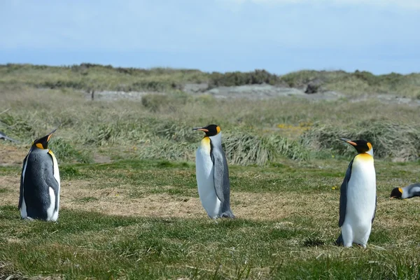 Falkland eilanden landschap Stock Photos, Royalty Free Falkland ...