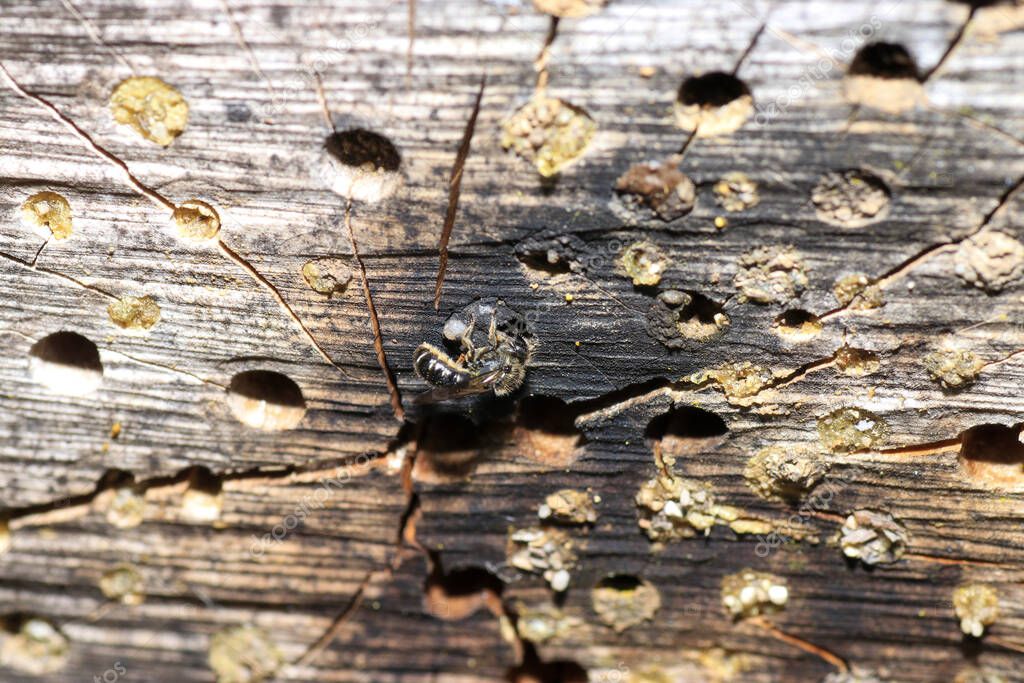 Un hotel de insectos se puede hacer fácilmente a partir de una variedad ...