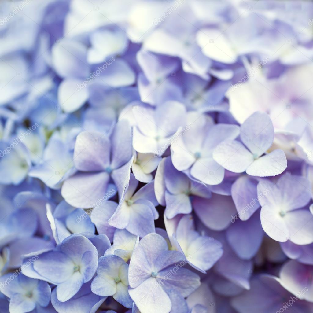Beautiful hydrangea floral background in purple colors — Stock Photo ...