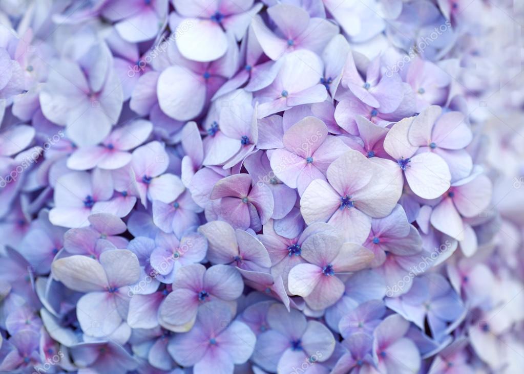 Hydrangeas Background