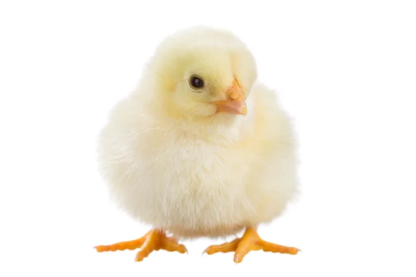 Pollo chiquito fotos de stock, imágenes de Pollo chiquito sin royalties ...