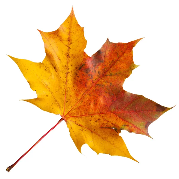 Autumn oak leaf — Stock Photo © derausdo #2756876