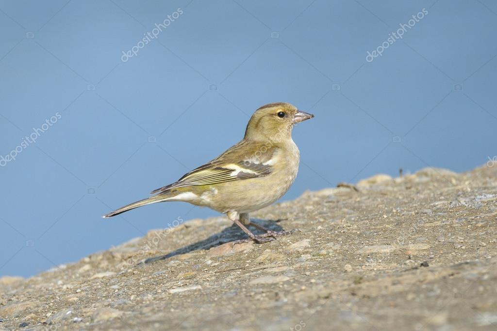 Pájaro Pinzón común 2023