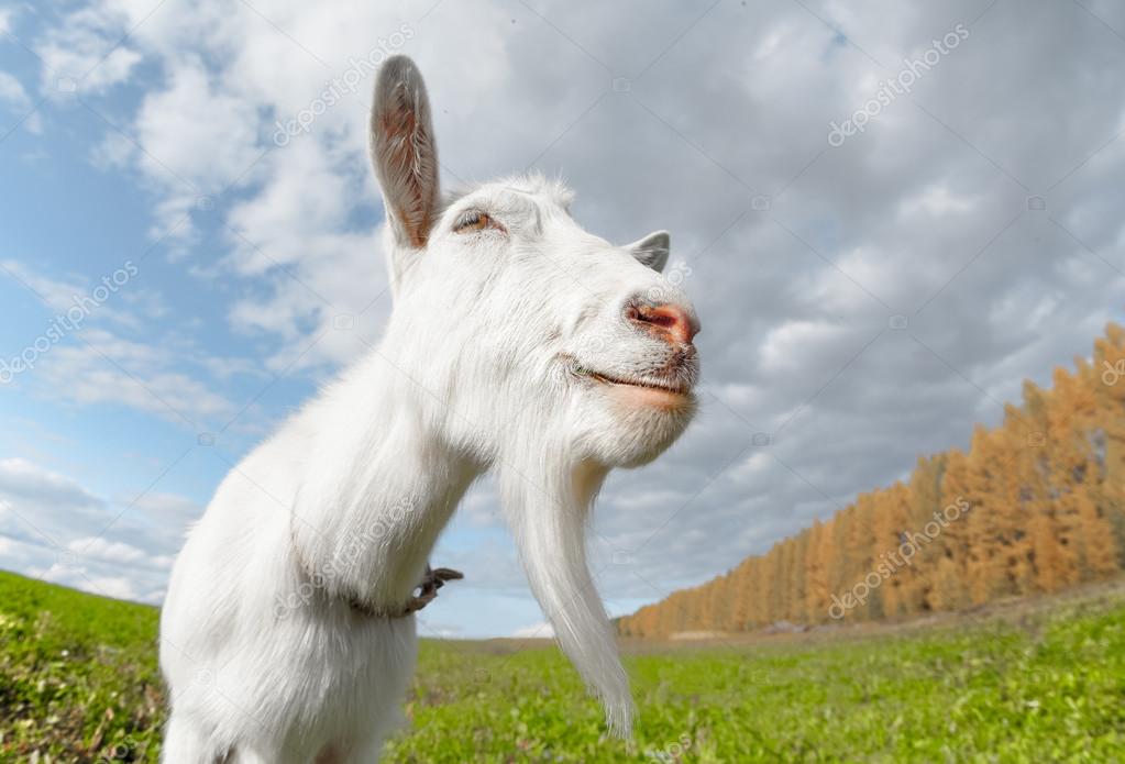 Goat Smiling
