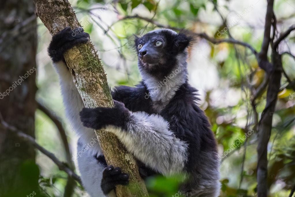 Endemic indri lemur — Stock Photo © mihtiander #118464750