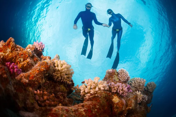 Free dive Stock Photos, Royalty Free Free dive Images | Depositphotos®