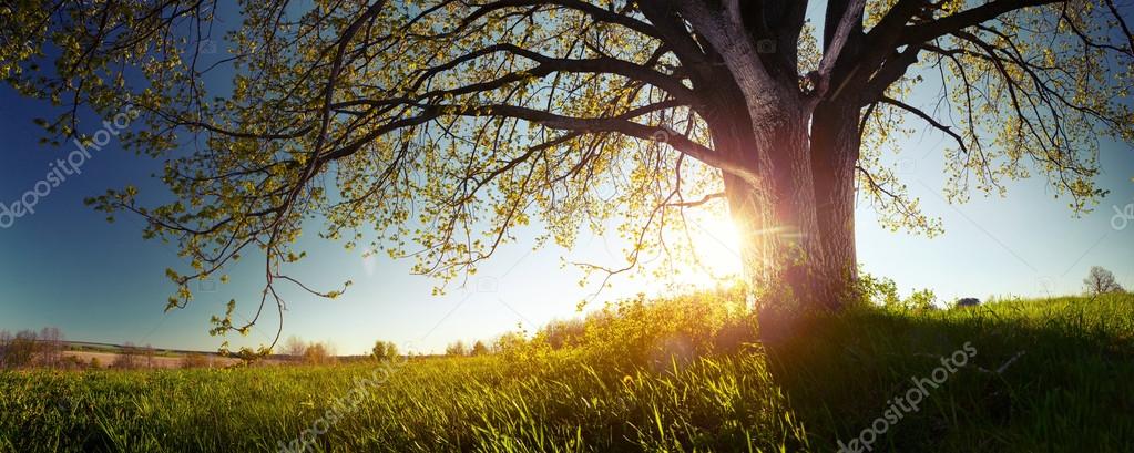 Oak tree shadow Stock Photos, Royalty Free Oak tree shadow Images ...