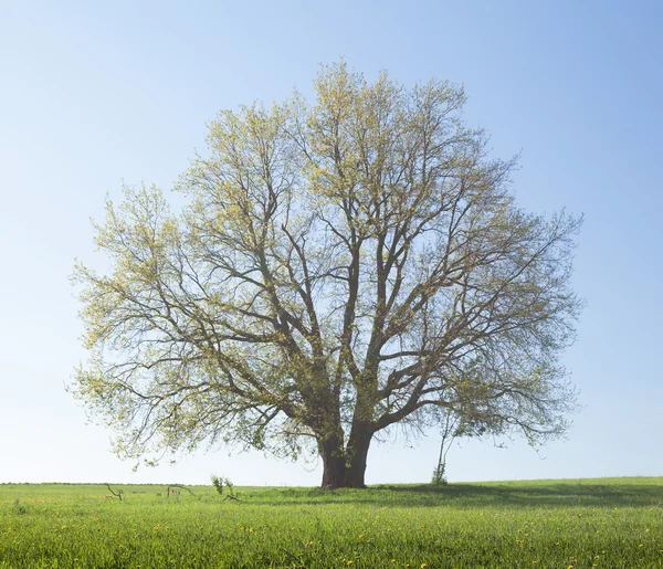 A tree Stock Photos, Royalty Free A tree Images | Depositphotos