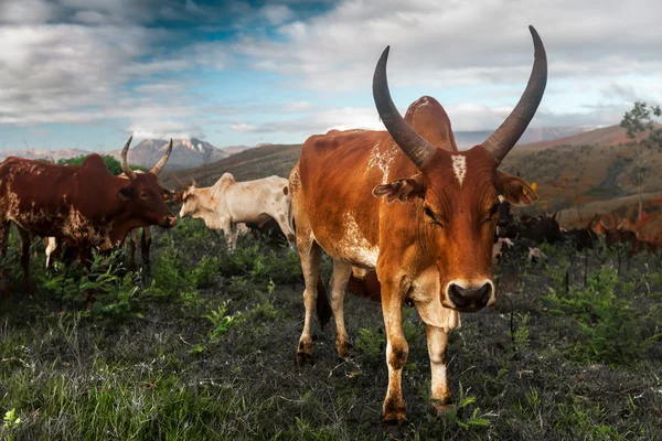 ᐈ Zebu stock pictures, Royalty Free zebu images | download on ...