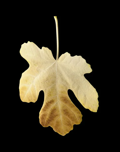 Fig leaf on a black background Stock Photo by ©valzan 115730110