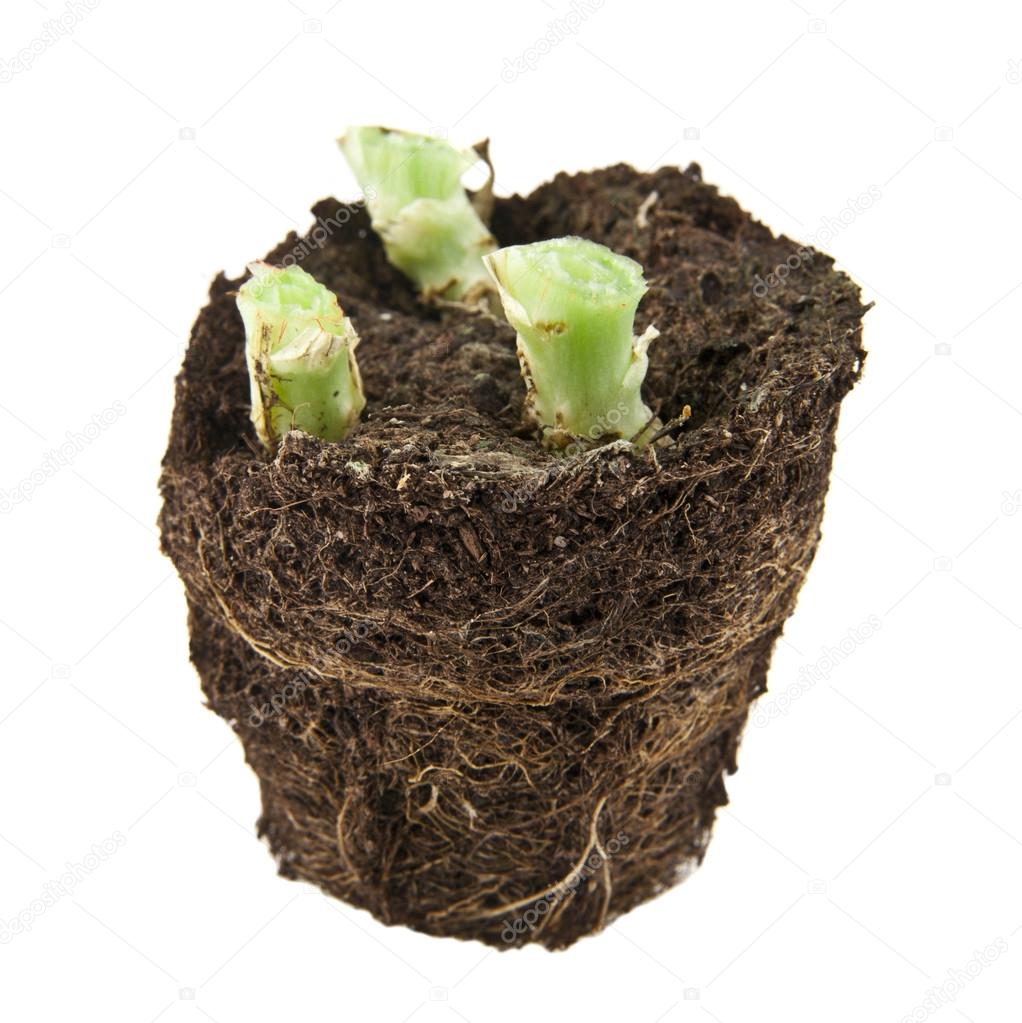 Natural turf with plants Stock Photo by ©valzan 101303652