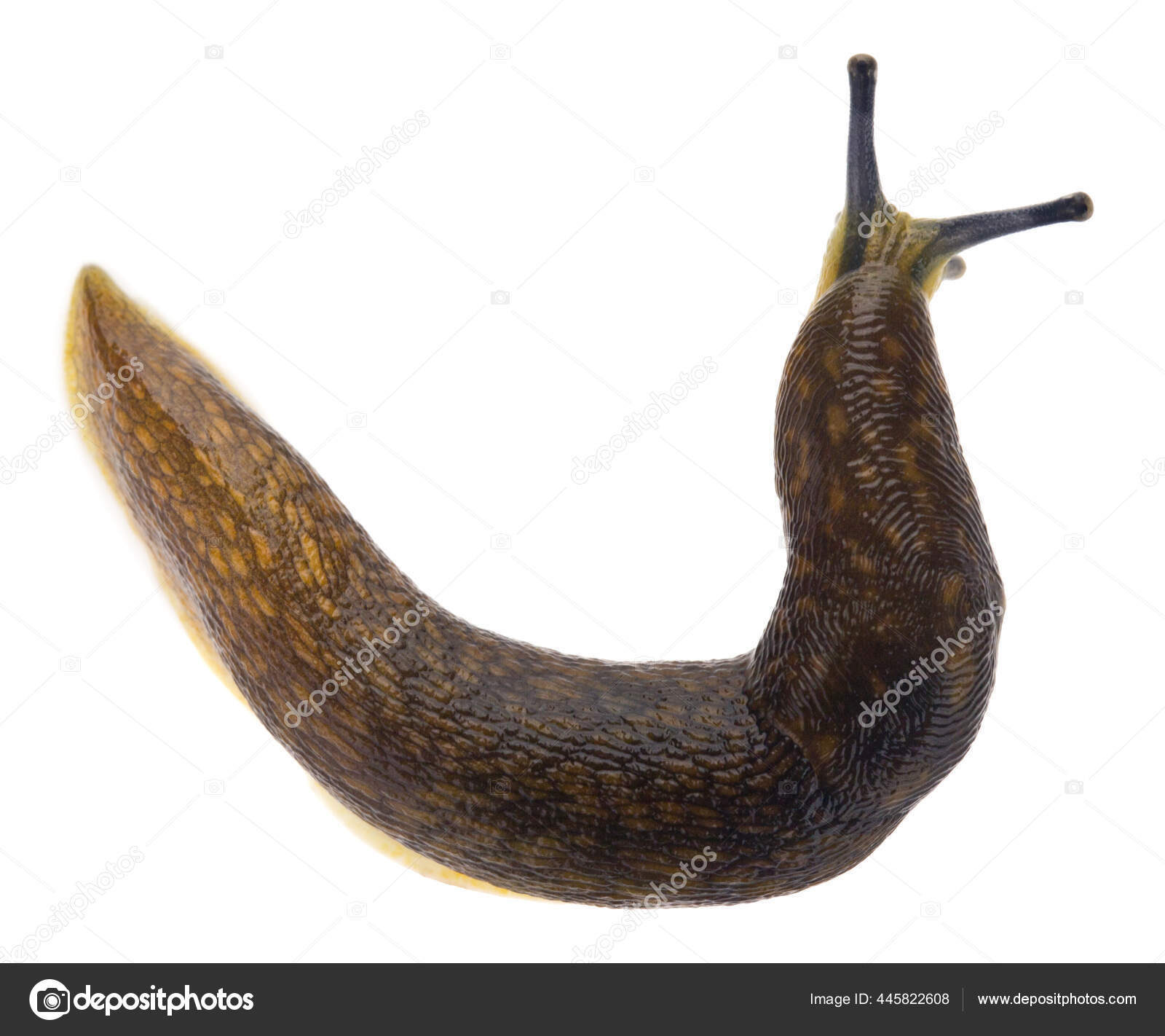 Slug Isolated White Background Close Stock Photo by ©valzan 445822608