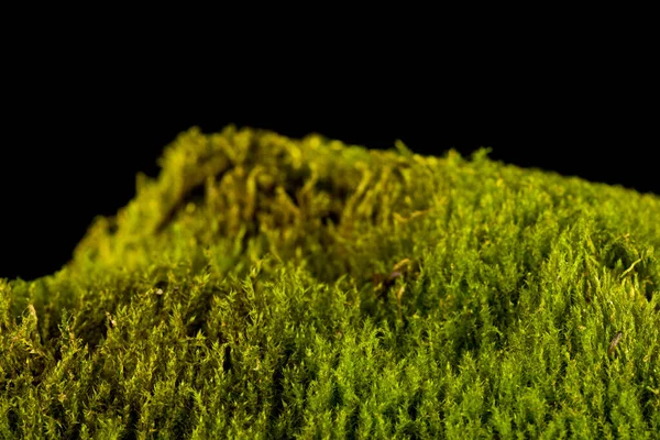 Deepmoss Stock Photos, Royalty Free Deepmoss Images | Depositphotos