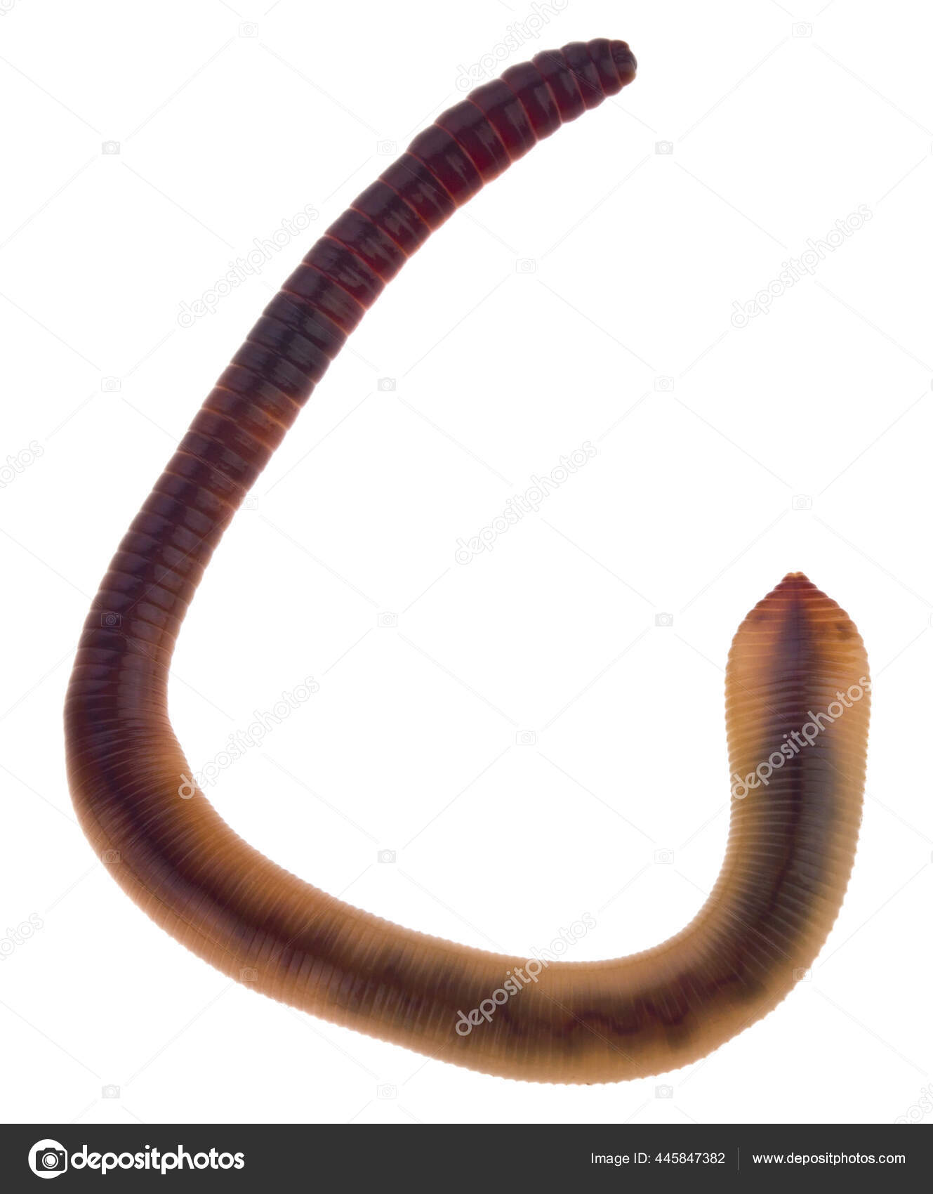 Worms Isolated White Background Close Stock Photo by ©valzan 445847382