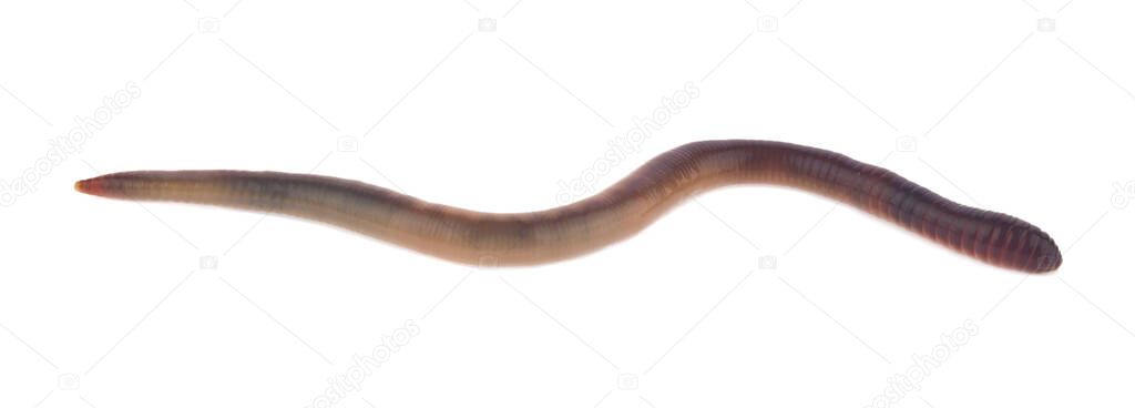 Pinworm Stock Photos, Royalty Free Pinworm Images | Depositphotos