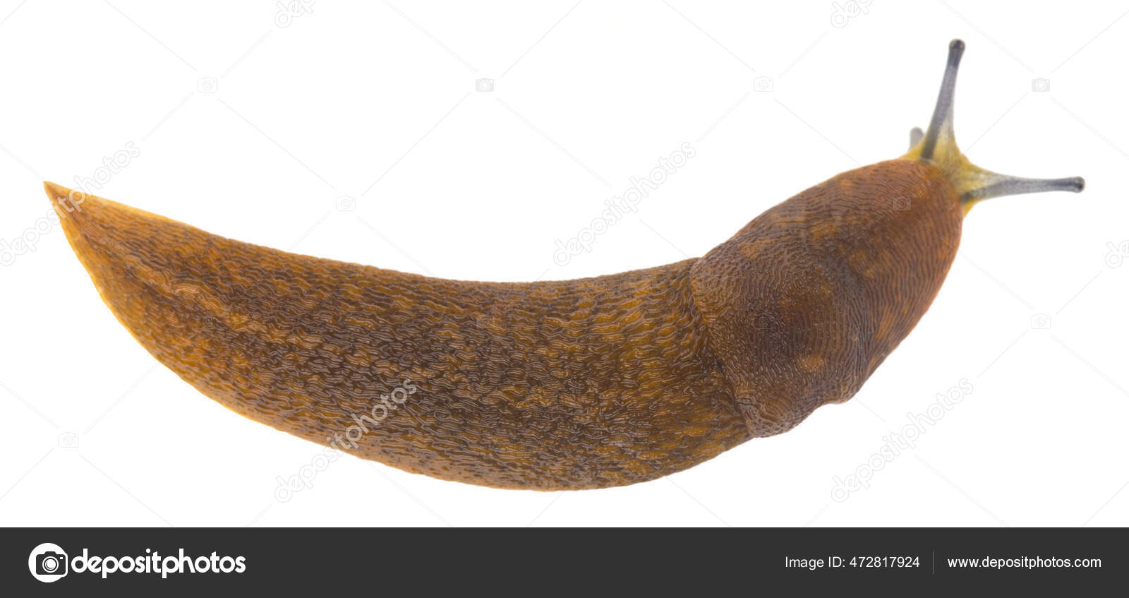 Slug Isolated White Background Close View Detail Design Design Elements ...