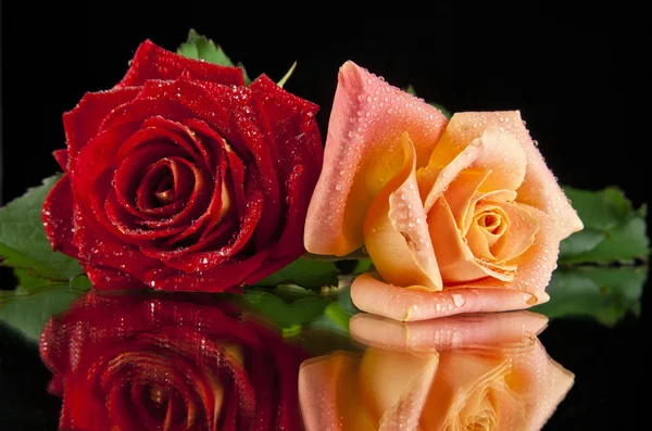Roses reflection Stock Photos, Royalty Free Roses reflection Images ...