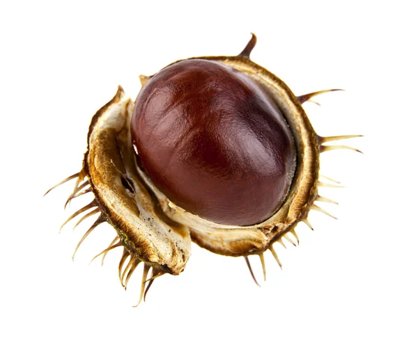Chestnut — Stock Photo © valzan #35914799