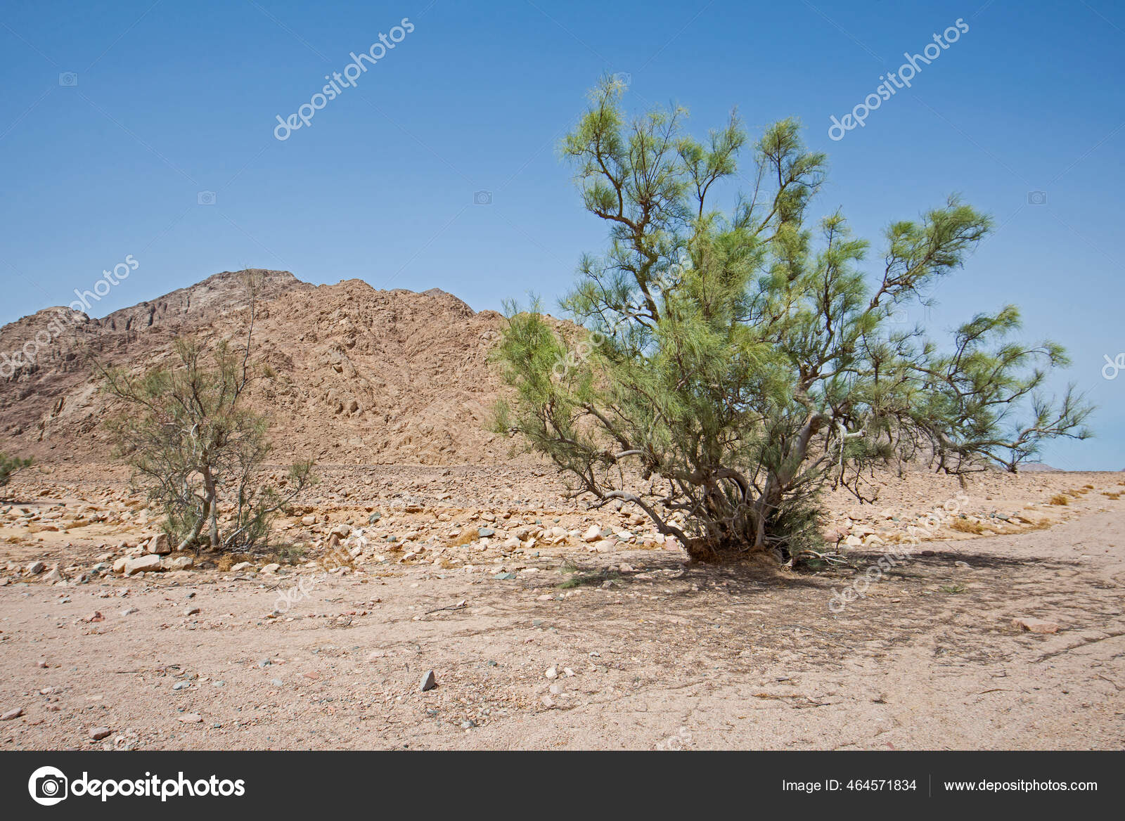 Barren Desert Tree