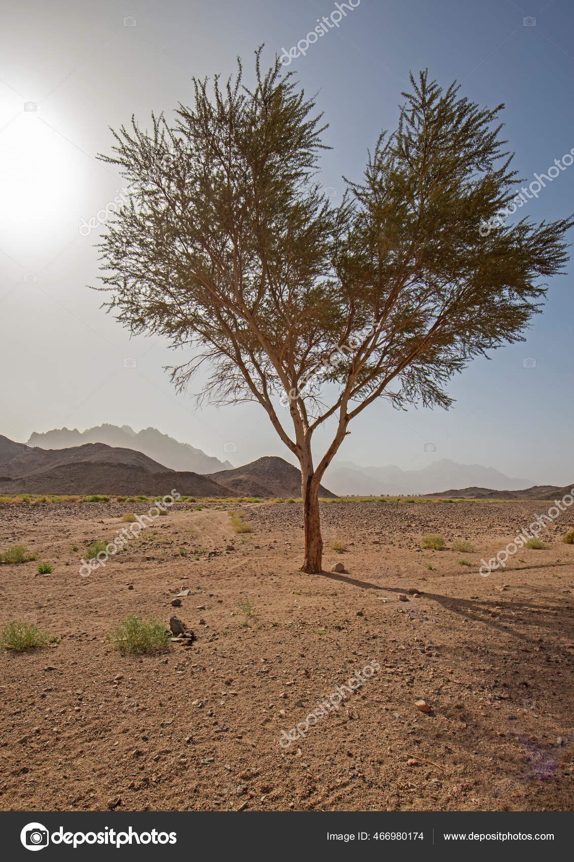 Barren Desert Tree