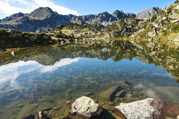 Pyrenean mountain dog Stock Photos, Royalty Free Pyrenean mountain dog ...