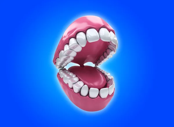 Dientes permanentes, dentición para adultos 2025