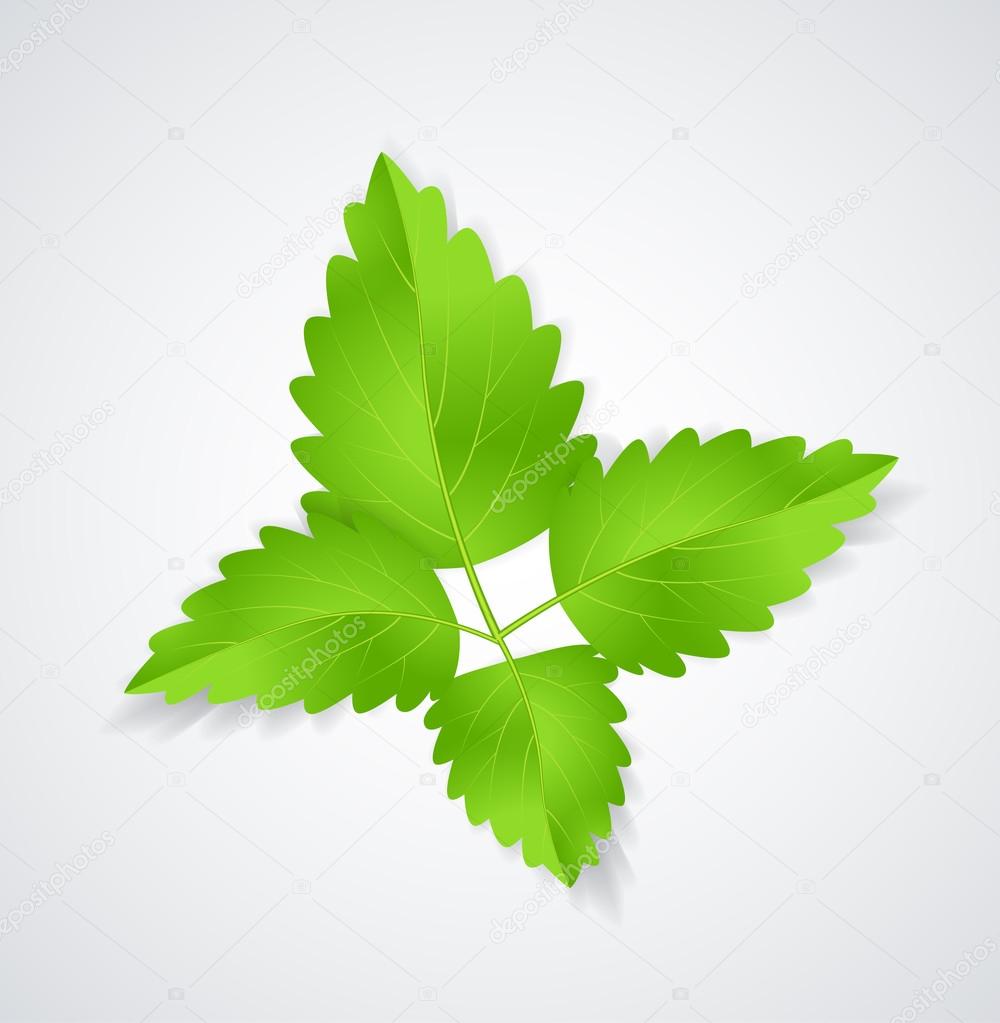 Hojas de menta Vector de stock #86034864 de ©odina222
