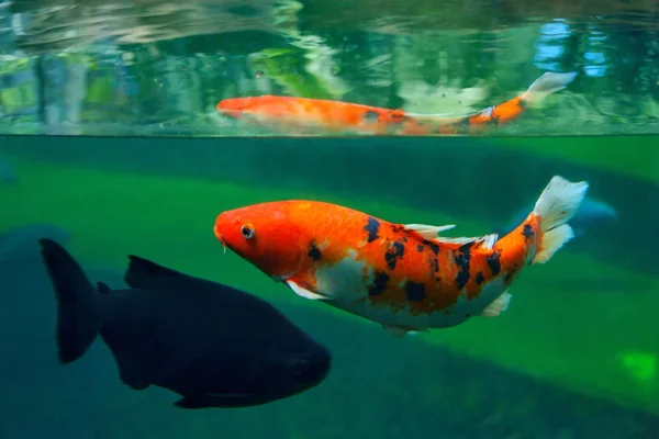 Koi (Cyprinus carpio haematopterus), a form of breeding carp, that are ...