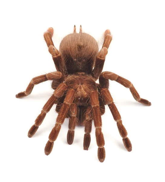 Tarantula spider, female (Heteroscodra maculata) Stock Photo by ...