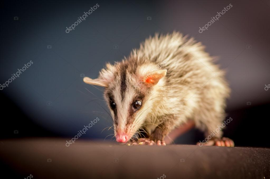 zarigüeya de oreja blanca andina en una rama 2024