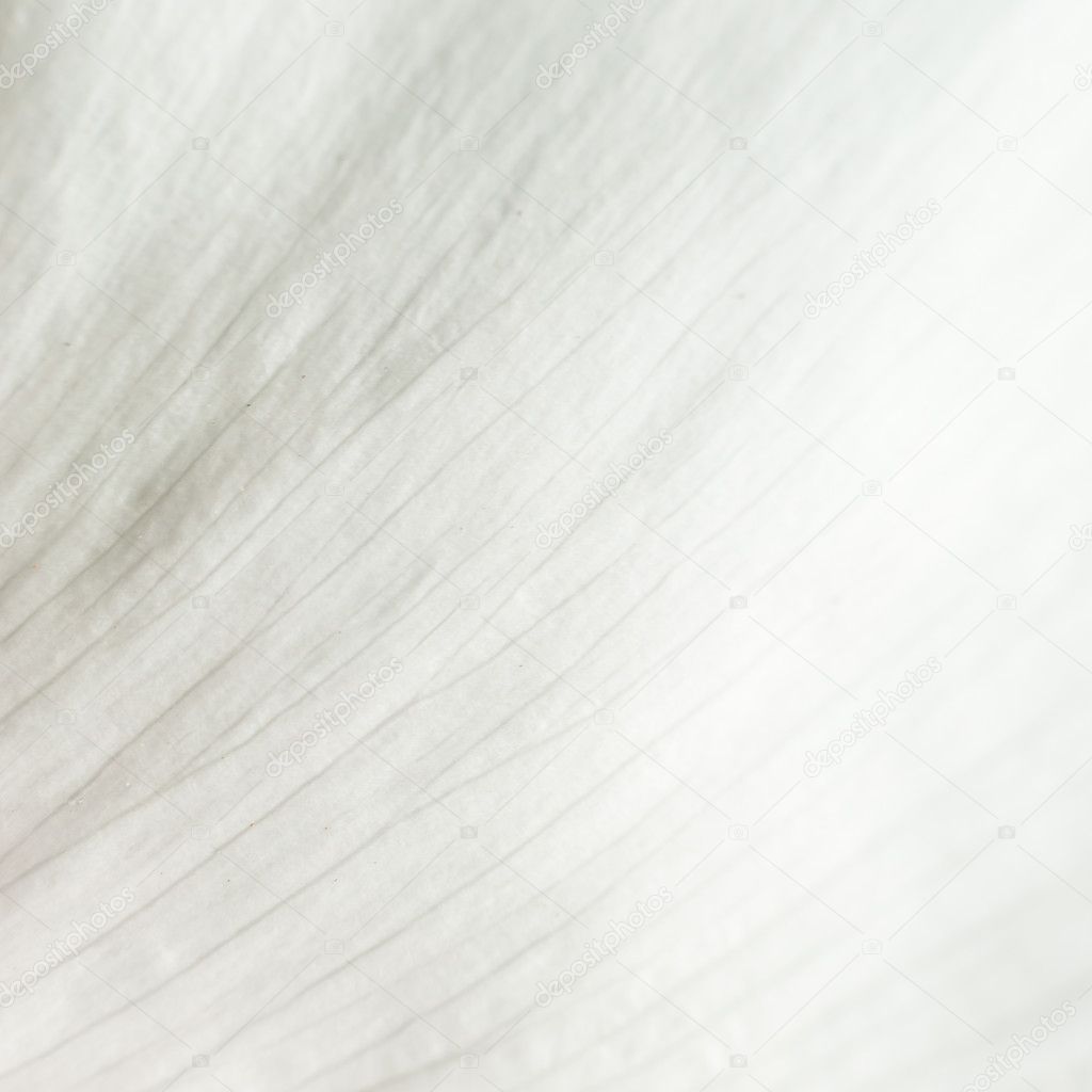 White Petal Texture