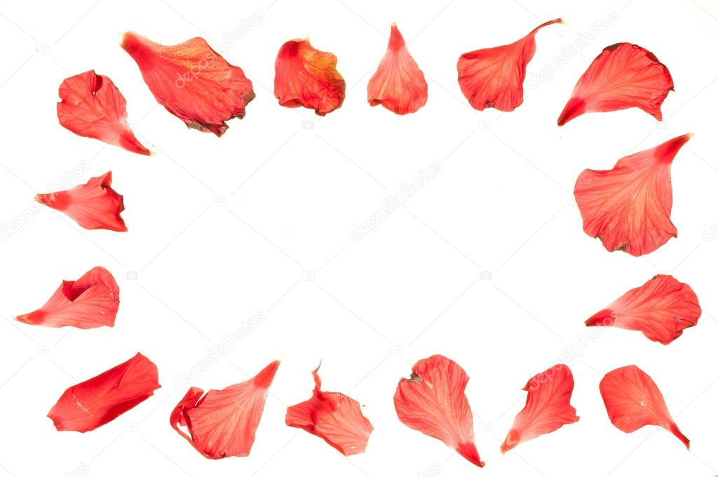 Rectangular frame of pink rose petals isolated on white background ...