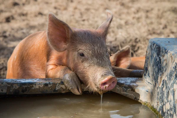 Pig drinking water Stock Photos, Royalty Free Pig drinking water Images ...